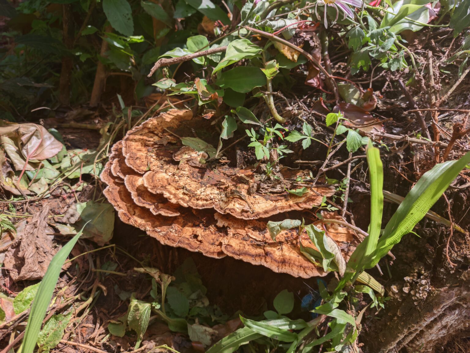 Monsoon, Memory, and Mushrooms: The Political Fungi of Wayanad - Ala / അല